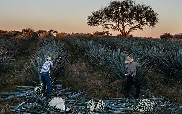 Moët Hennessy presenta su nuevo Tequila » Líderes Mexicanos